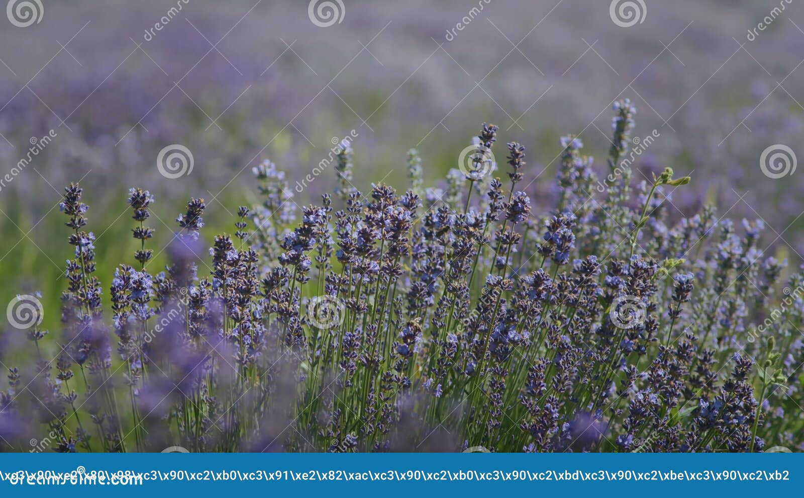 Bees in a Lavender Field Collect Nectar. Stock Video - Video of herbal ...