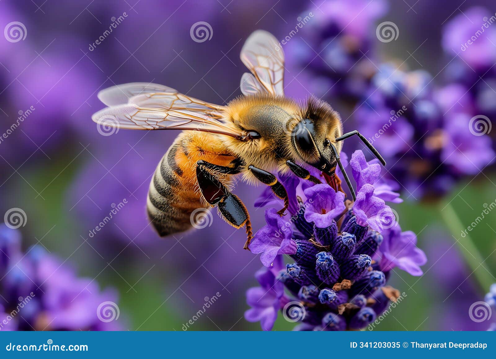 Bees and Lavender, Fragrant Fields, Buzzing with Life Create a Sensory ...