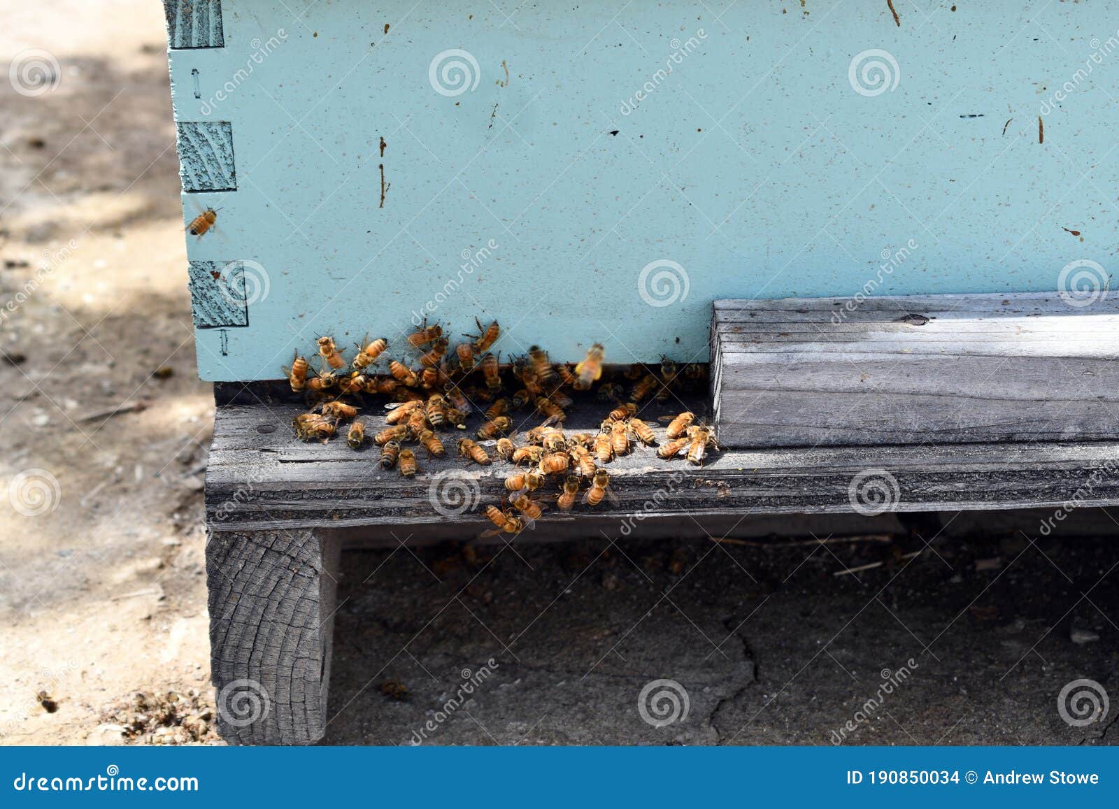 Bees Leaving Honeybees Hive Stock Photo - Image of honeybee, beekeeper ...