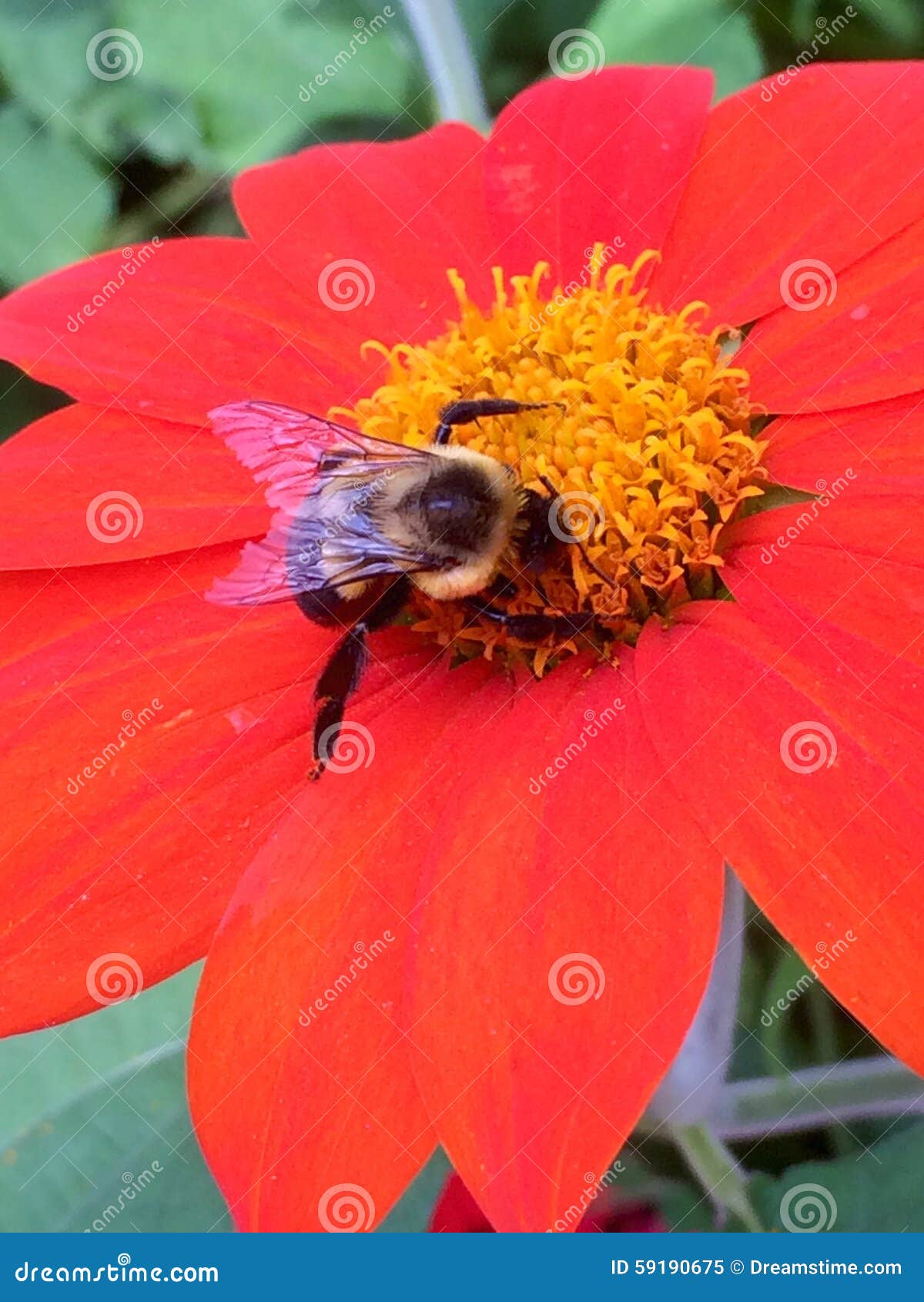 A bees life stock image. Image of flowers, orange, bees - 59190675