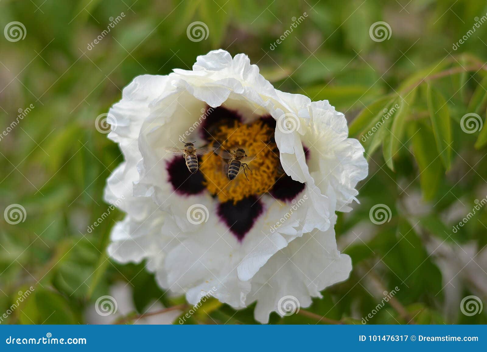Bees love tree peony stock image. Image of white, plant - 101476317