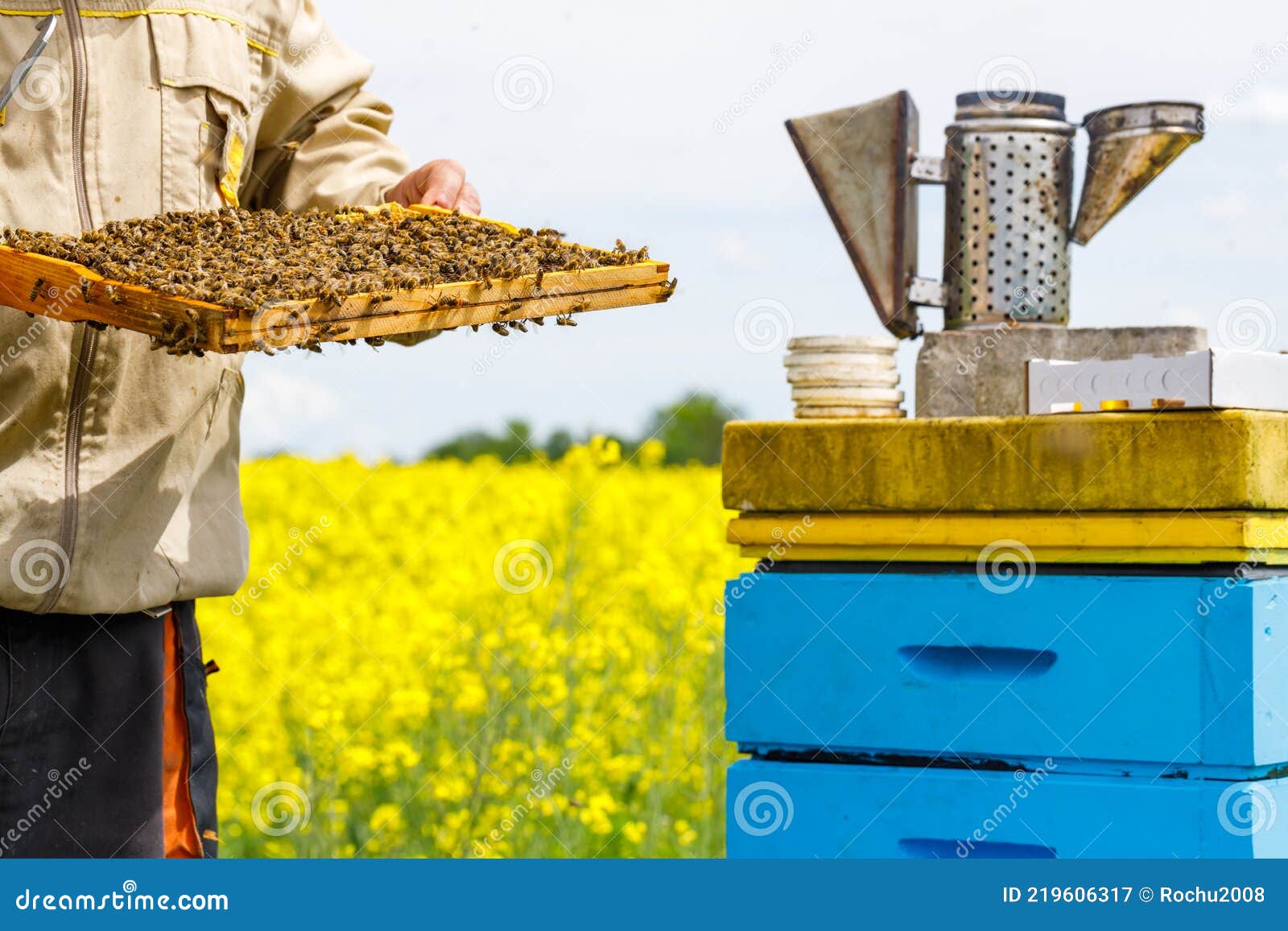 Bees Make Honey, Hives, Work of a Beekeeper in an Apiary, Natural Honey ...