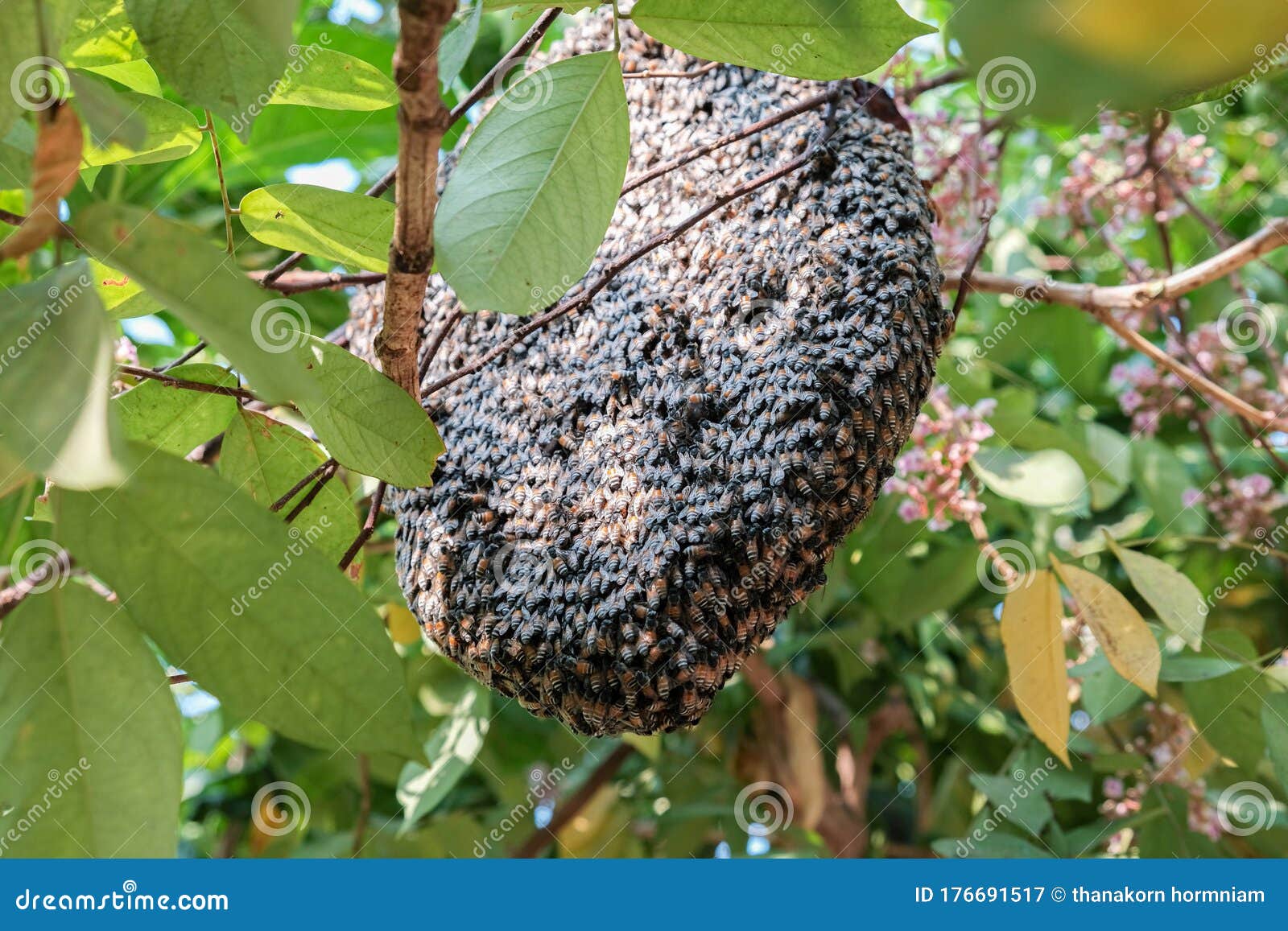 Bees Make a Nest on a Tree in the Forest Nature Stock Image - Image of ...