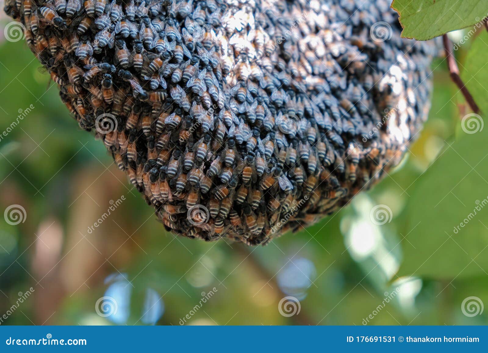 Bees Make a Nest on a Tree in the Forest Nature Stock Image - Image of ...