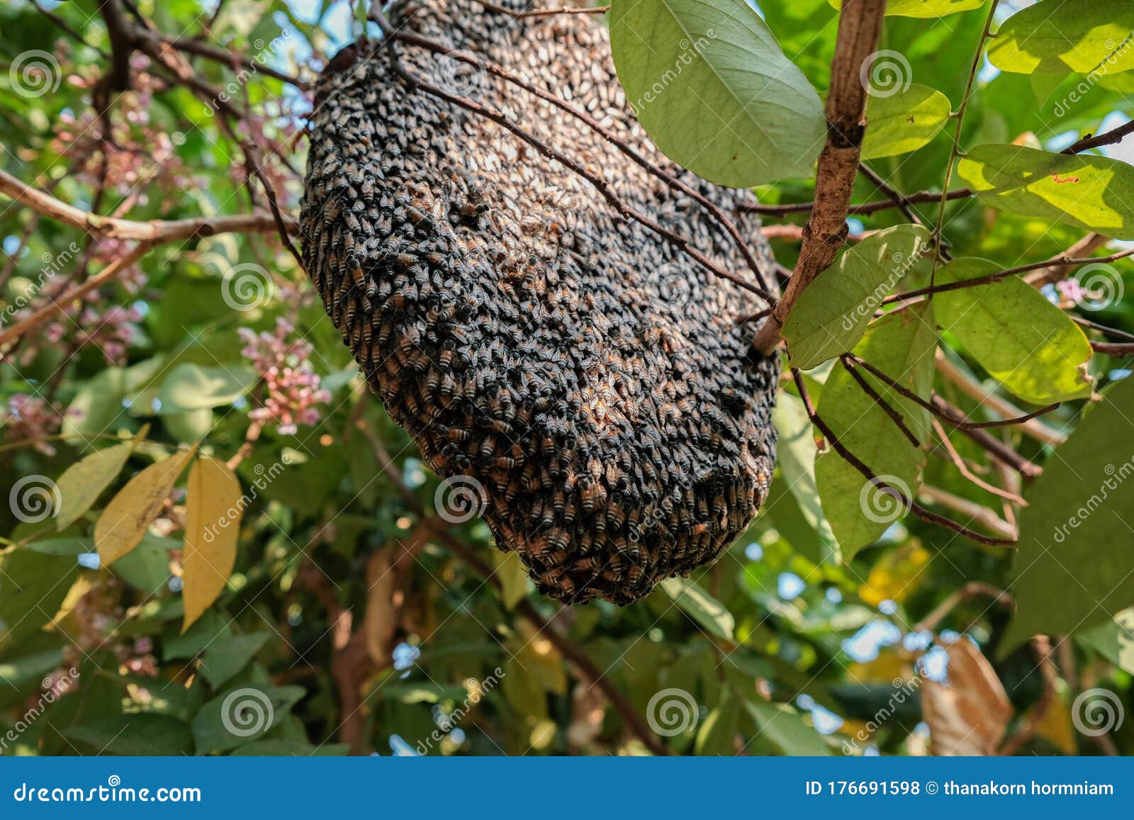 Bees Make a Nest on a Tree in the Forest Nature Stock Photo - Image of ...