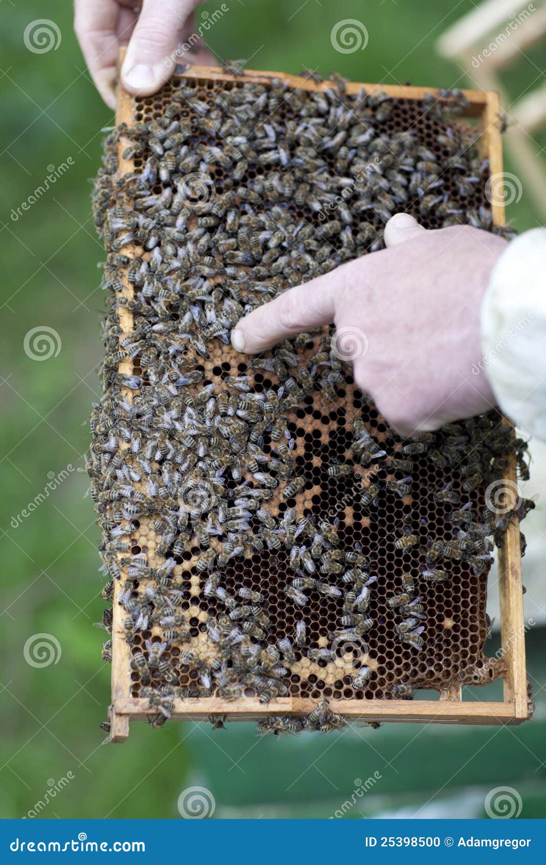 Bees making honey stock photo. Image of beekeeping, insects - 25398500