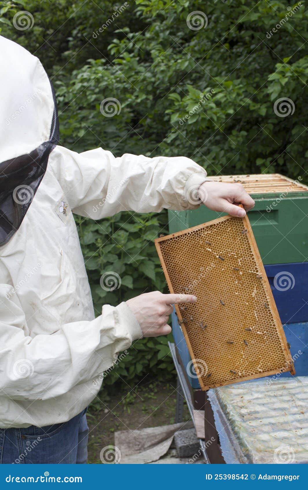 Bees making honey stock photo. Image of nature, sugar - 25398542