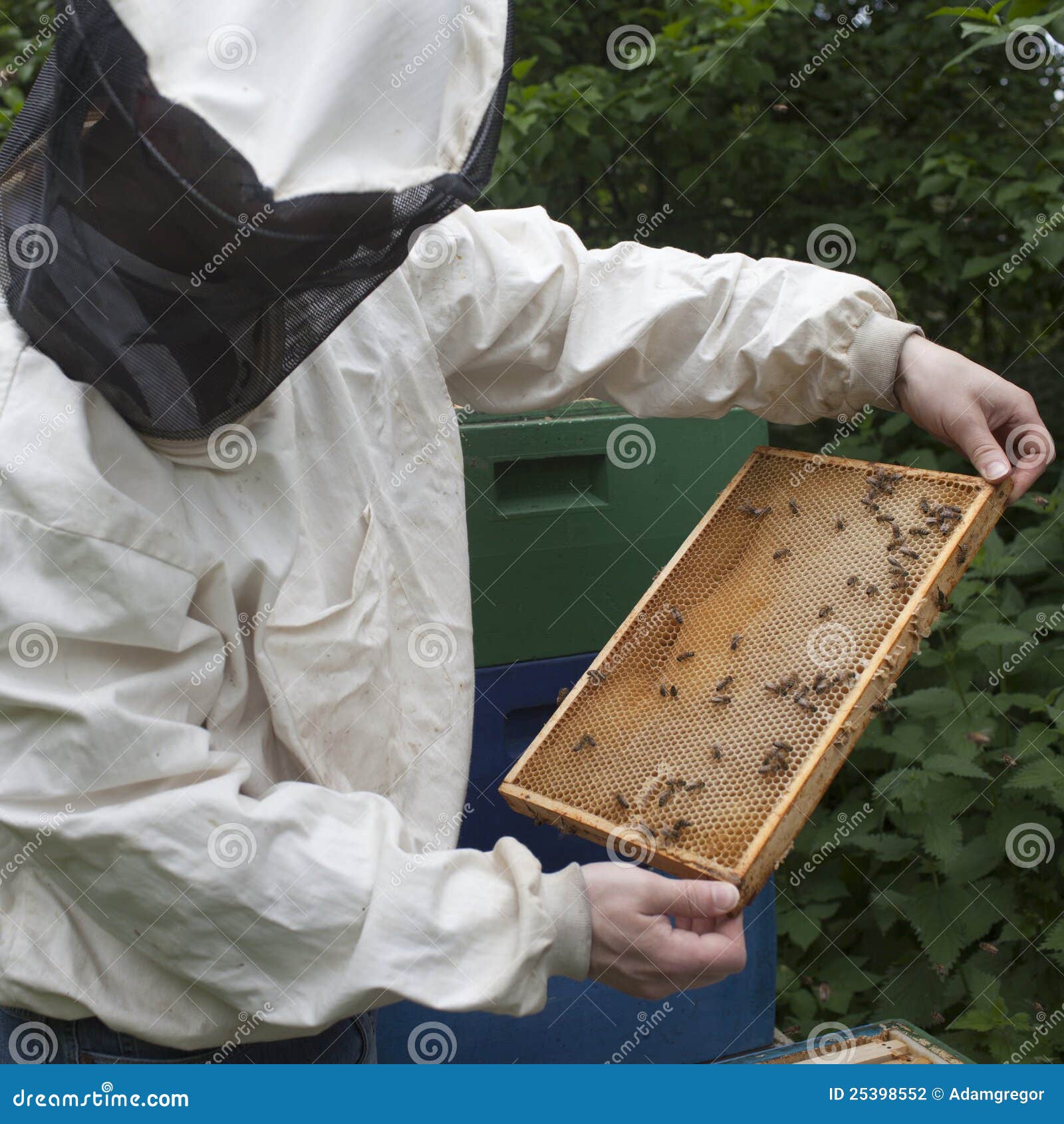 Bees making honey stock photo. Image of person, queen - 25398552