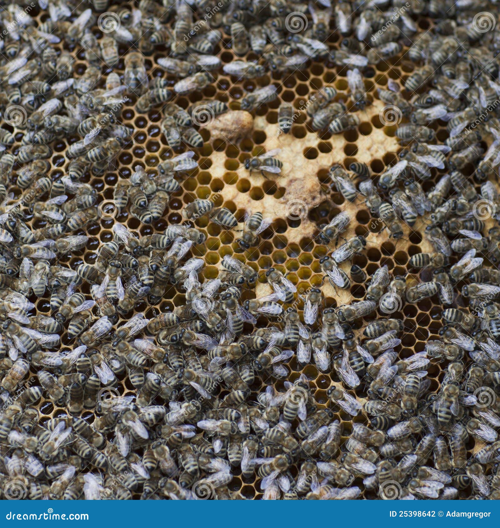 Bees making honey stock photo. Image of insects, beekeeping - 25398642