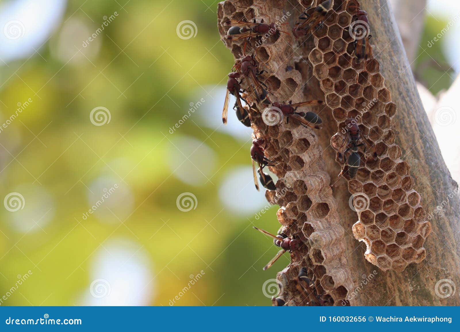 Bees Making a Honeycomb on a Tree Stock Photo - Image of season, animal ...