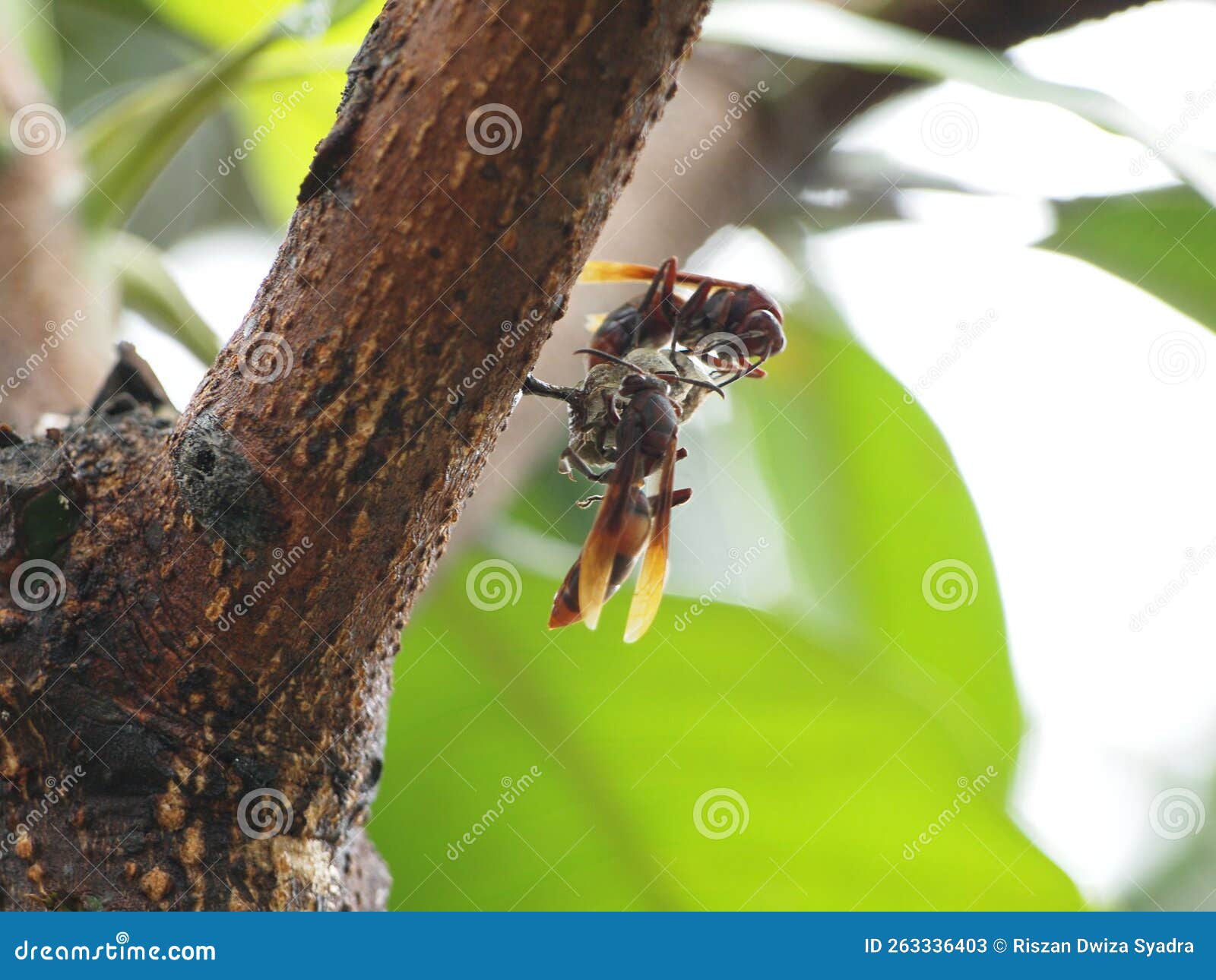 The bees are making a nest stock image. Image of food - 263336403