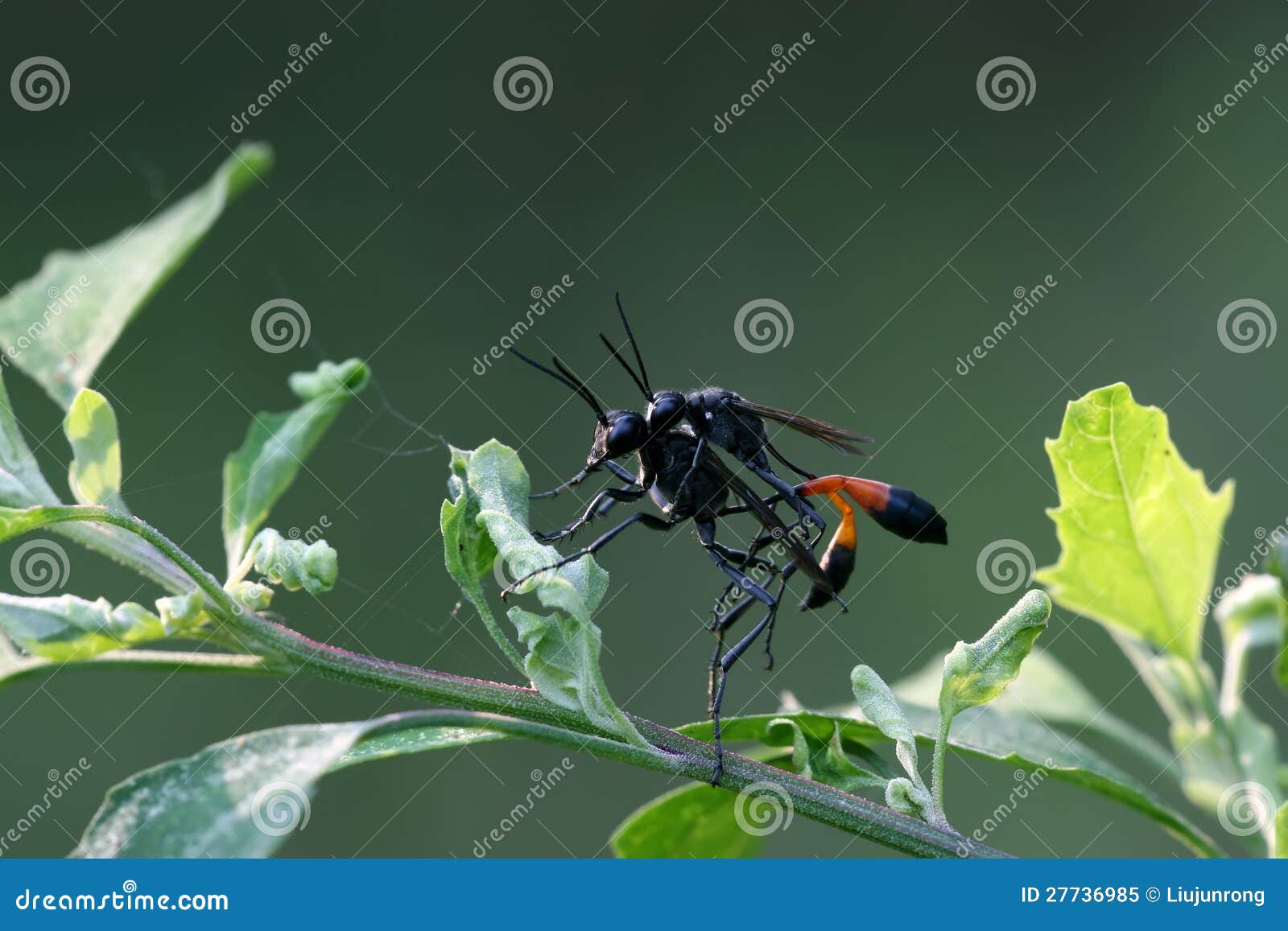 Mating Insects On A Garden Slide Royalty-Free Stock Image ...