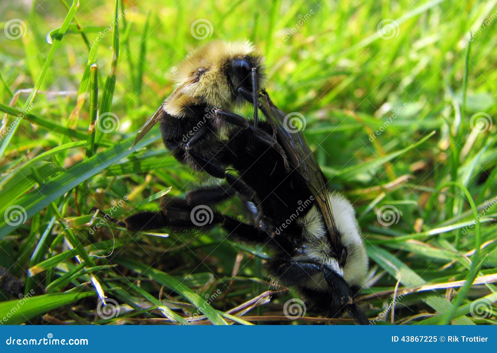Bees mating stock image. Image of mating, reproduce, honey - 43867225