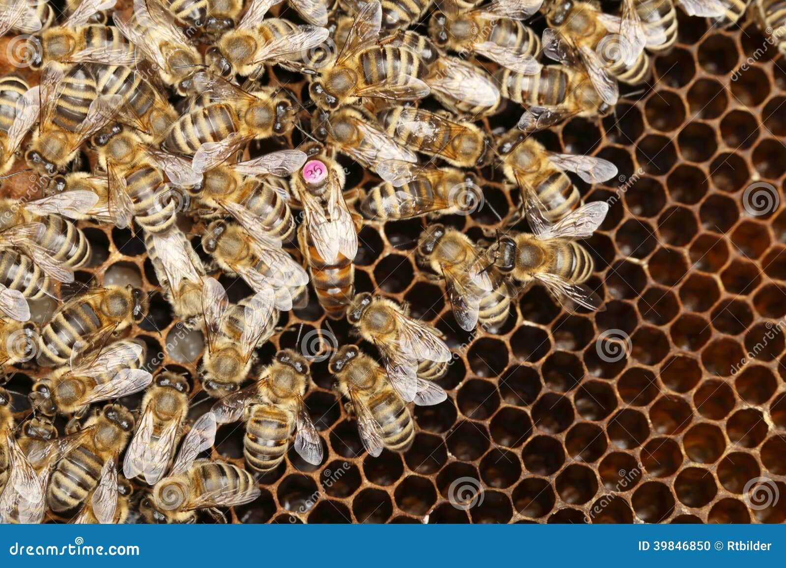 Bees are meeting stock photo. Image of record, honey - 39846850