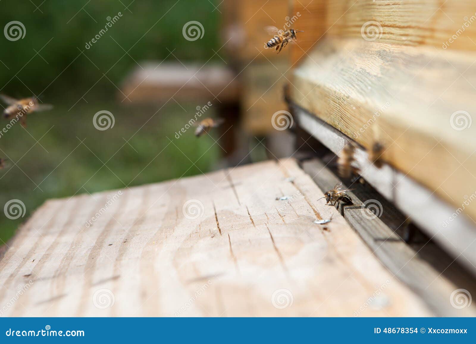 Bees stock photo. Image of honeycomp, beekeeper, house - 48678354