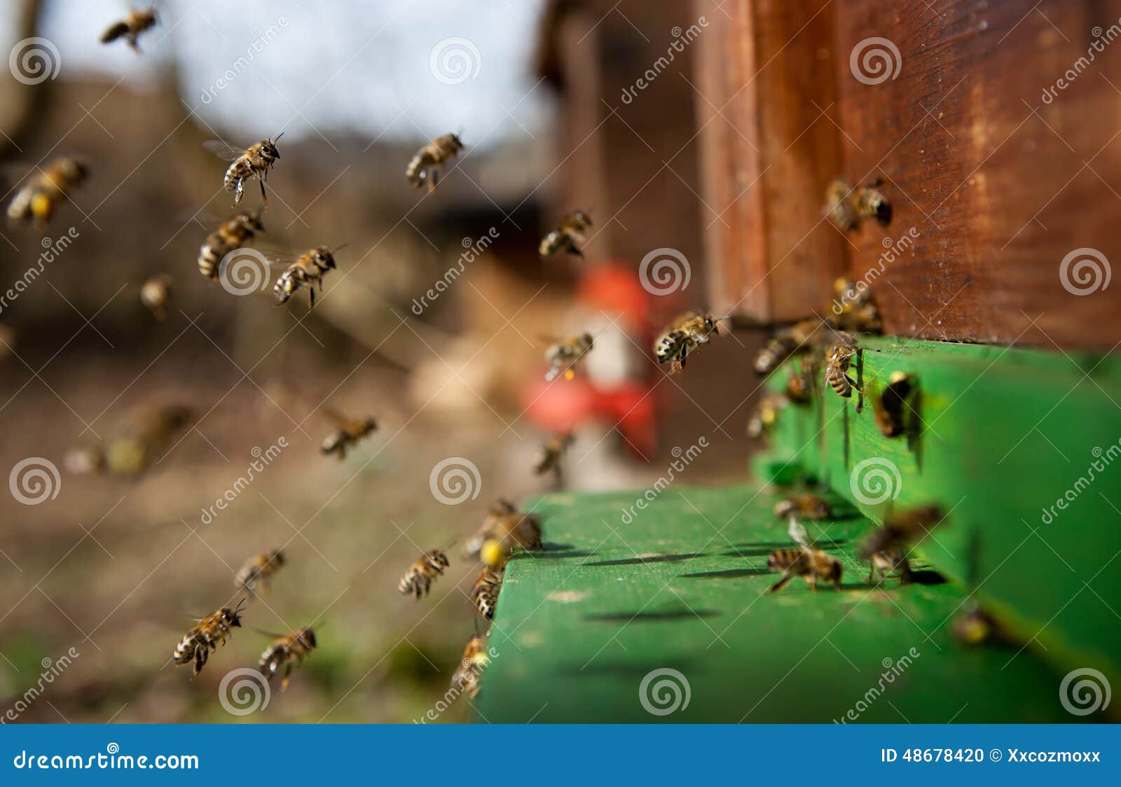 Bees stock photo. Image of grass, polls, apiarist, beekeeper - 48678420