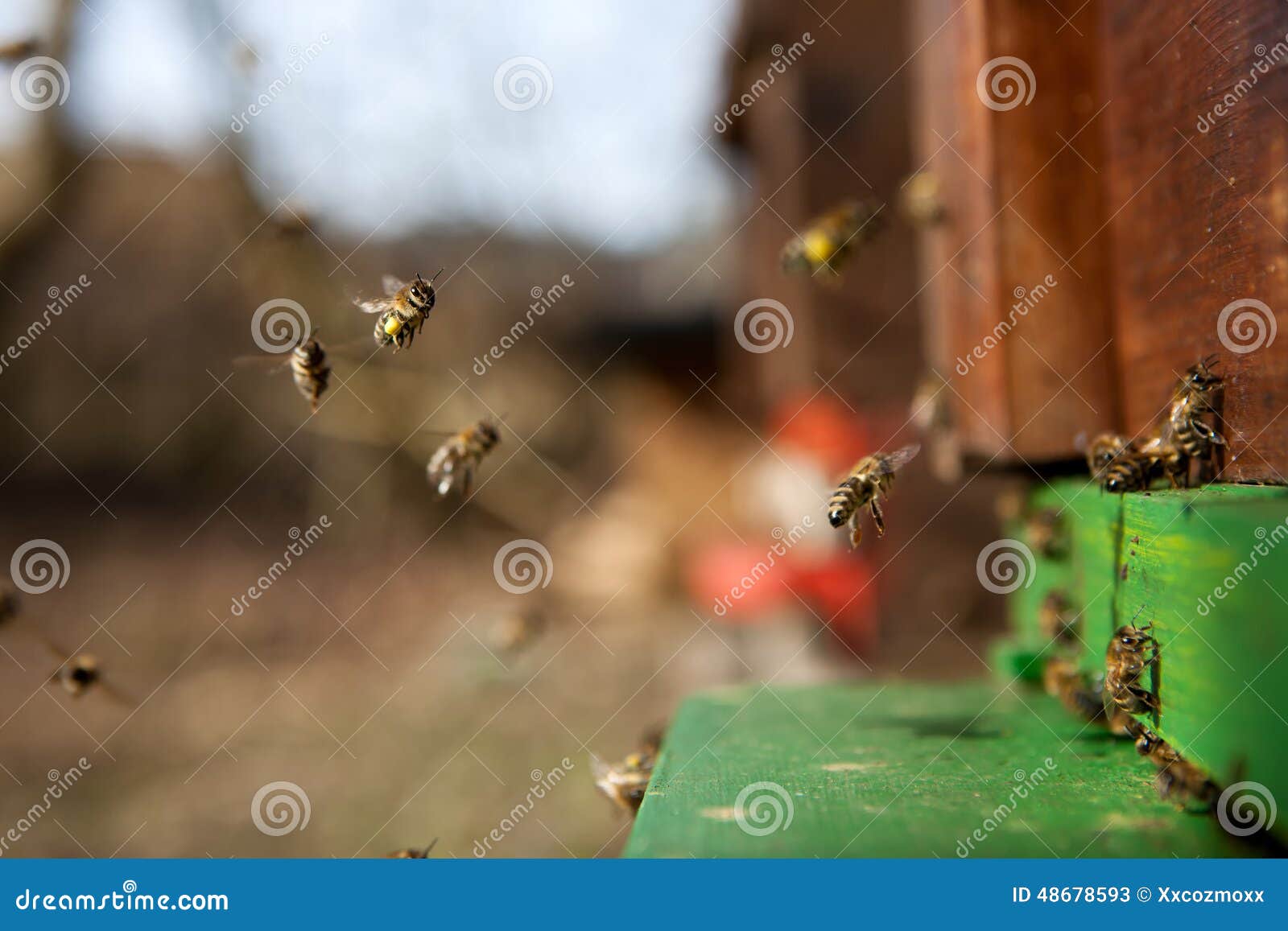 Bees stock image. Image of nature, producer, summer, beekeeping - 48678593