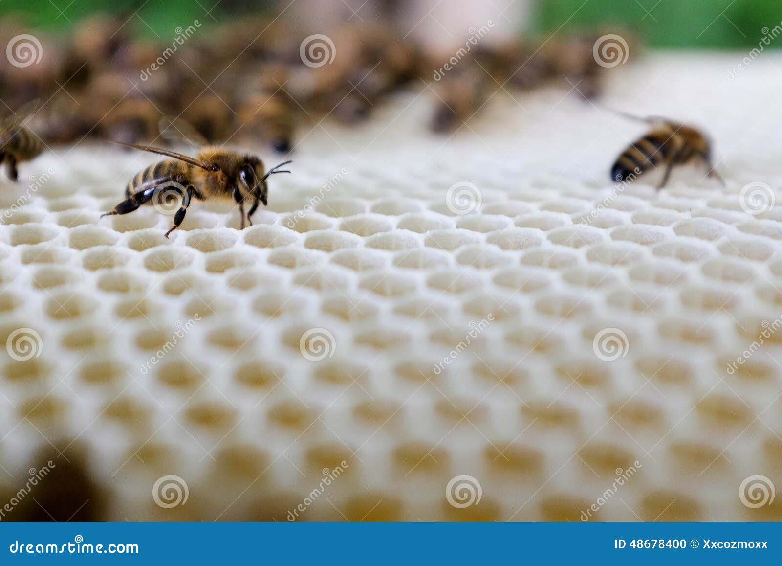 Bees moving on a honeycomb stock photo. Image of full - 48678400