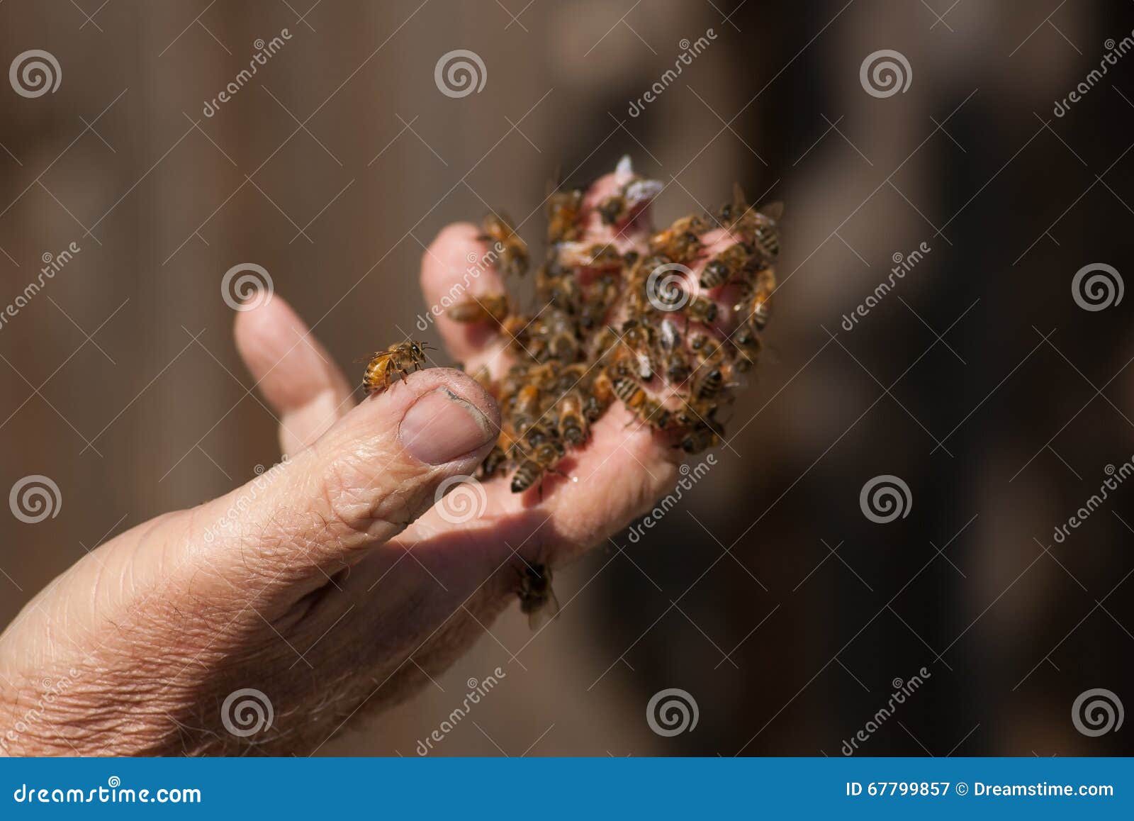 Bees on my hand stock image. Image of swarming, honey - 67799857