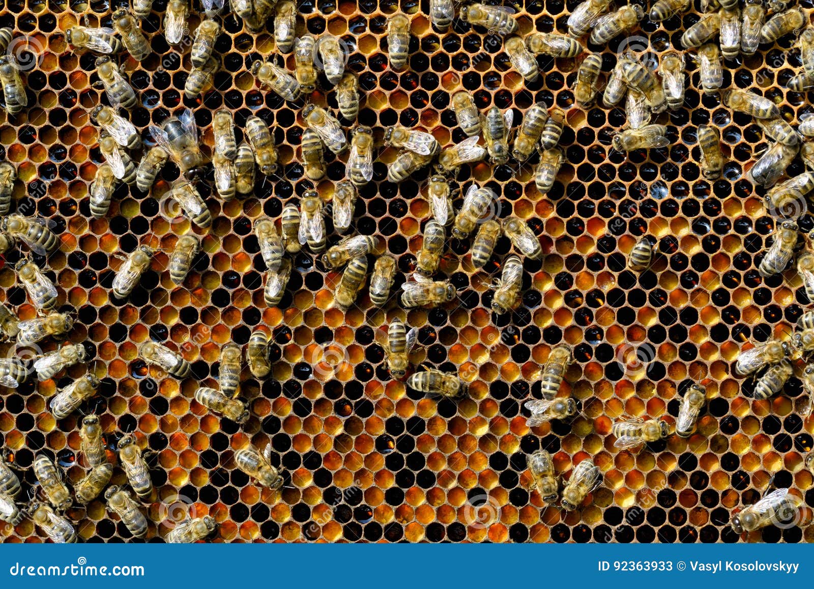 Bees Natural Beebread in Honeycombs Ambrosia Apitherapy Nutritional ...