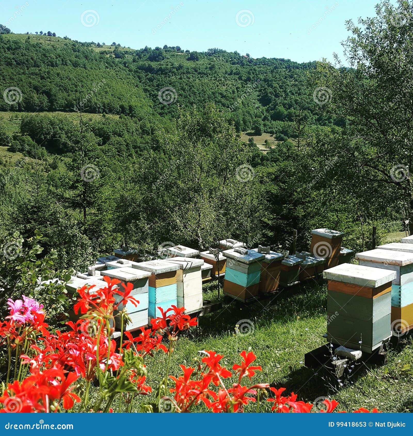 Bees and nature stock image. Image of hives, bees, nature - 99418653