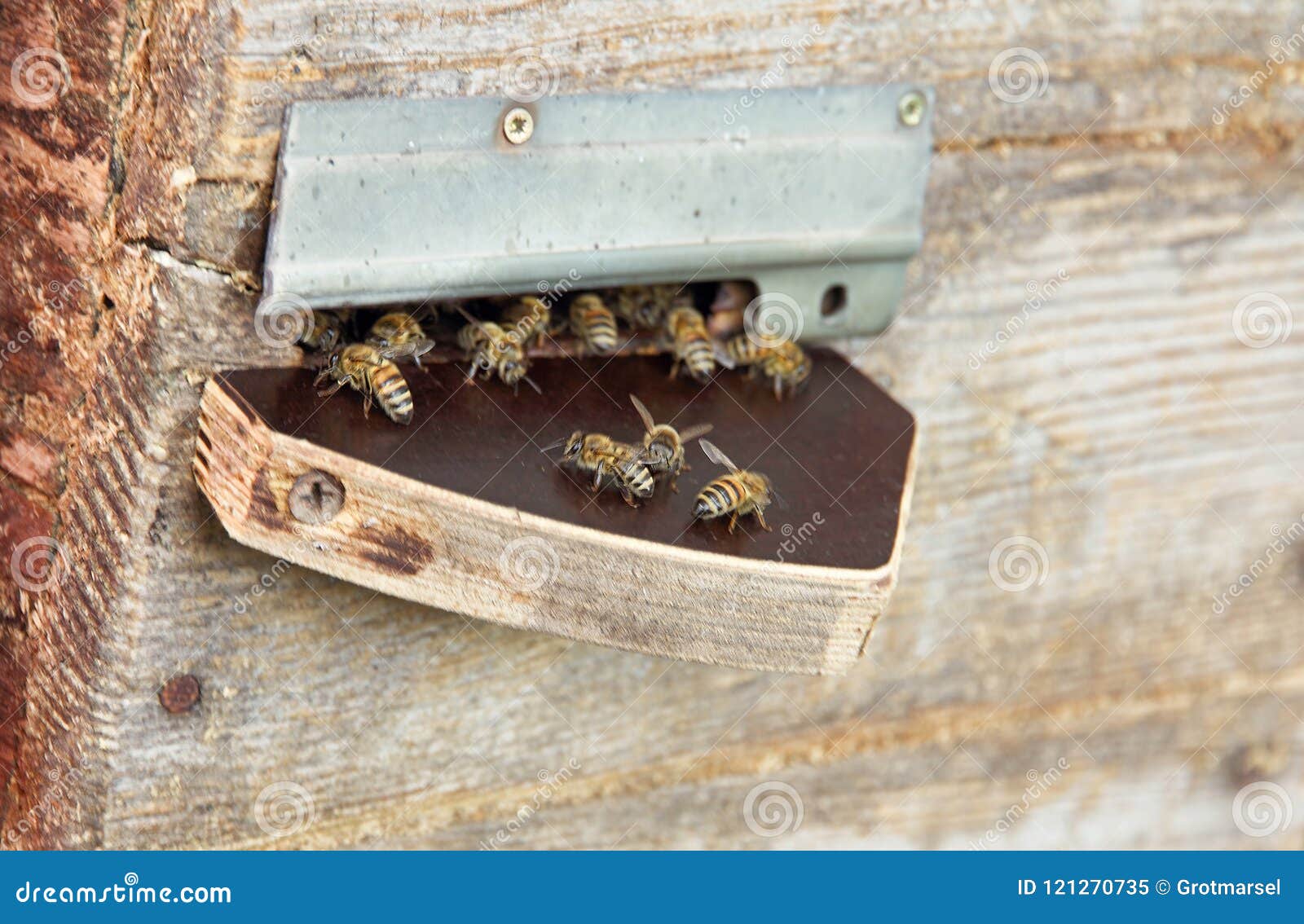 Bees near hive gate. stock image. Image of bees, gate - 121270735