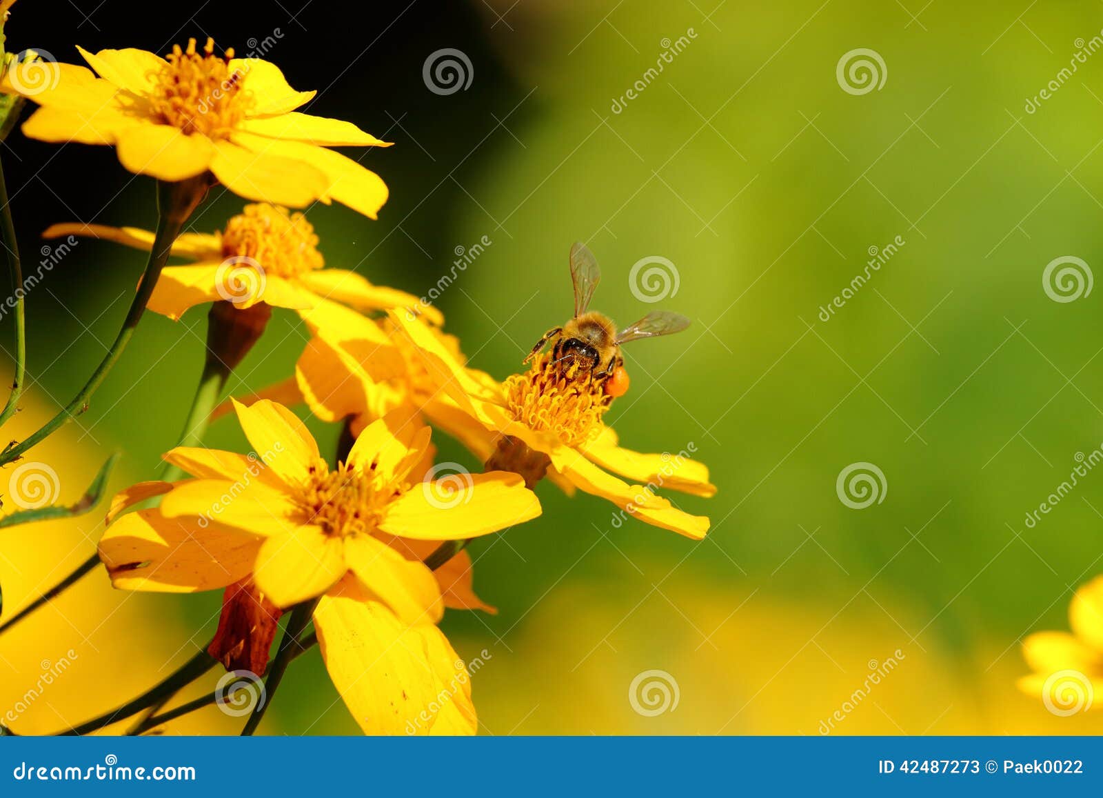 Bees with a nectar bag stock image. Image of insect, environment - 42487273