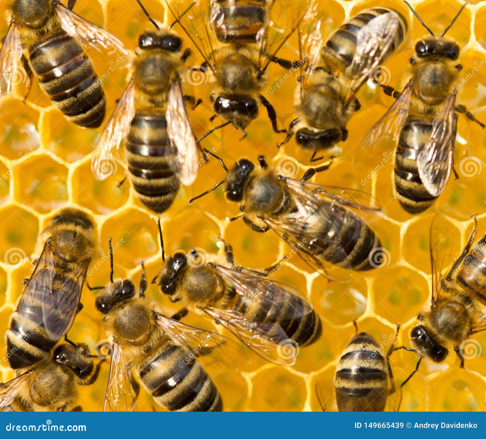 Bees. Nectar and Honey in New Comb_2572 Stock Image - Image of light ...