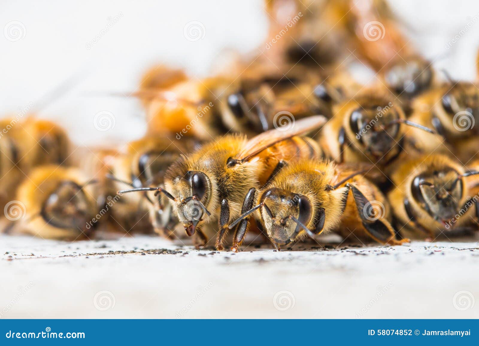 The bees for nectar stock photo. Image of insect, nature - 58074852