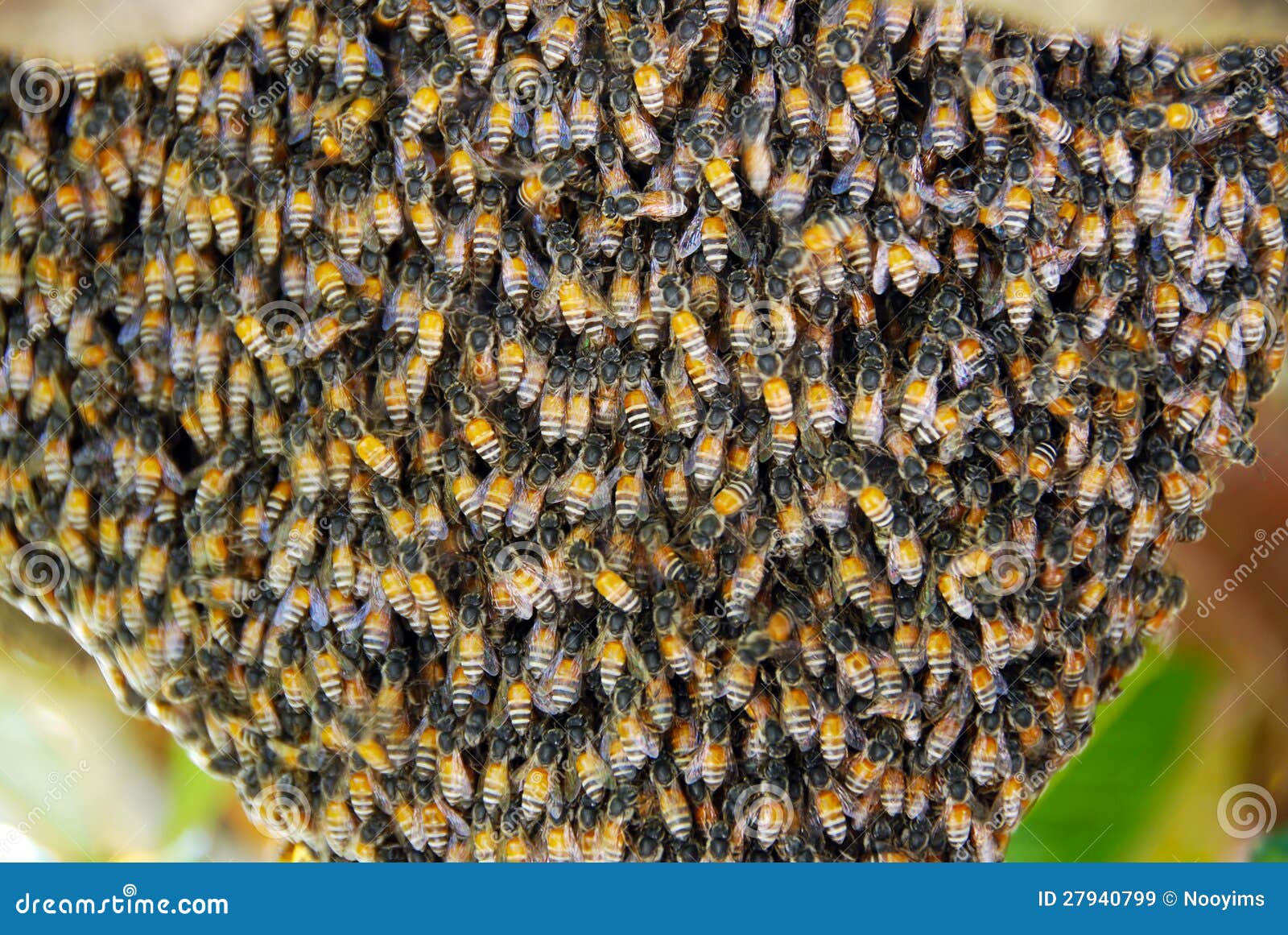 Bees in nest stock image. Image of garden, honeybee, nest - 27940799