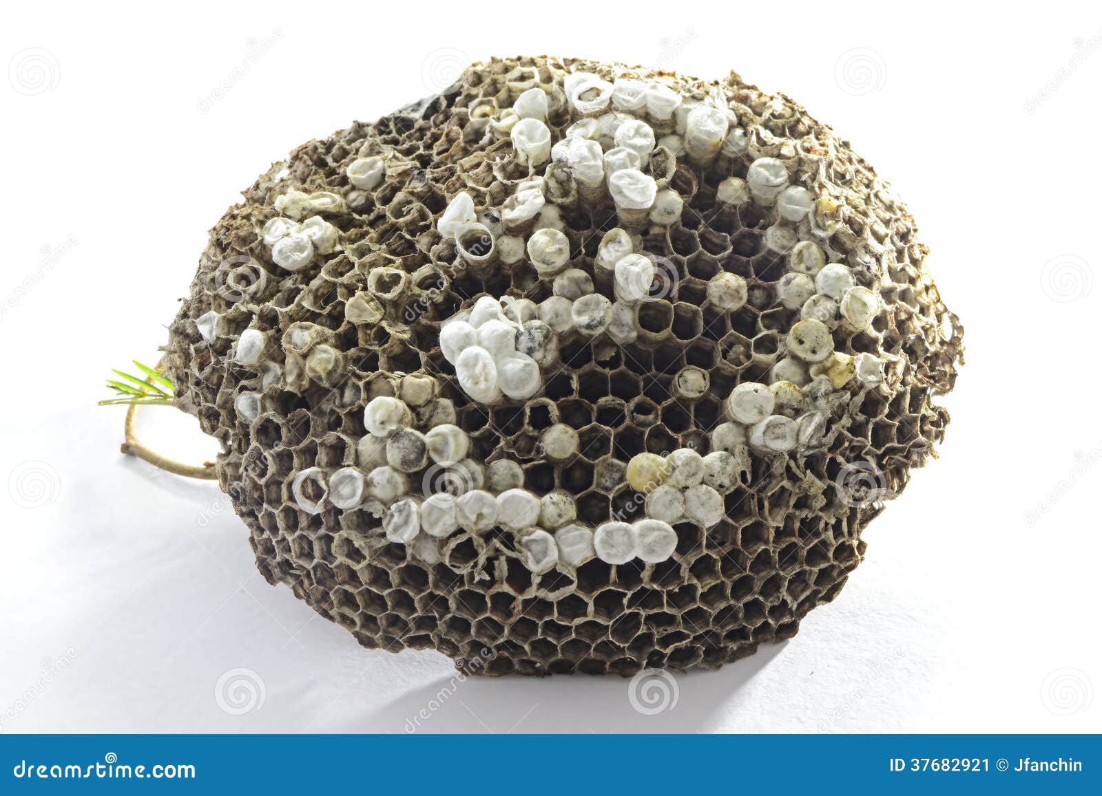 Bees nest stock image. Image of miniature, animal, nesting - 37682921