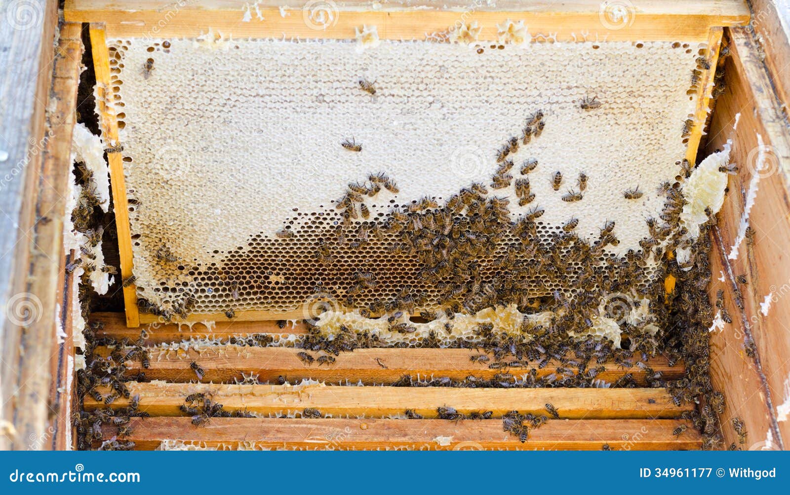 Bees in open beehive stock image. Image of open, hive - 34961177