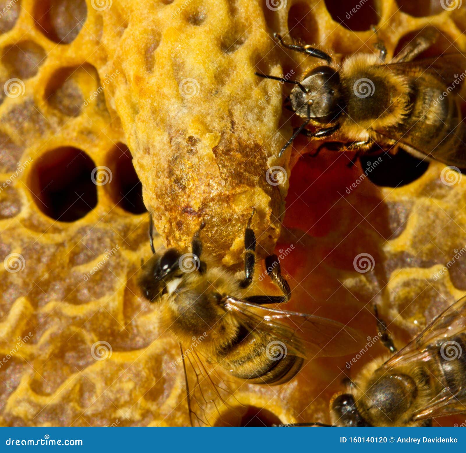 Bees Opened Cocoon Queen Bee Stock Photo - Image of queen, development ...