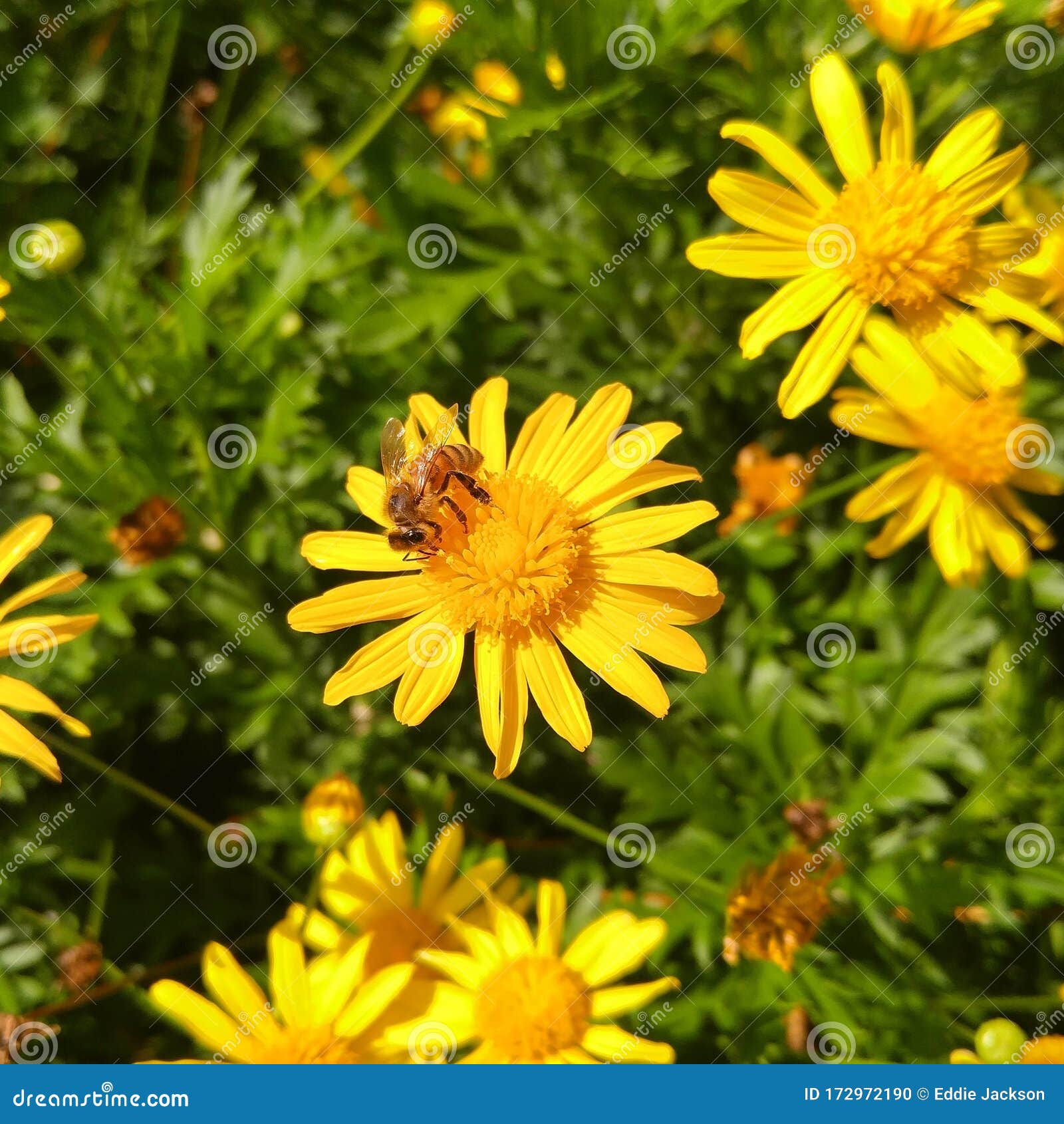 Bees and Daisies stock photo. Image of spring, daisies - 172972190