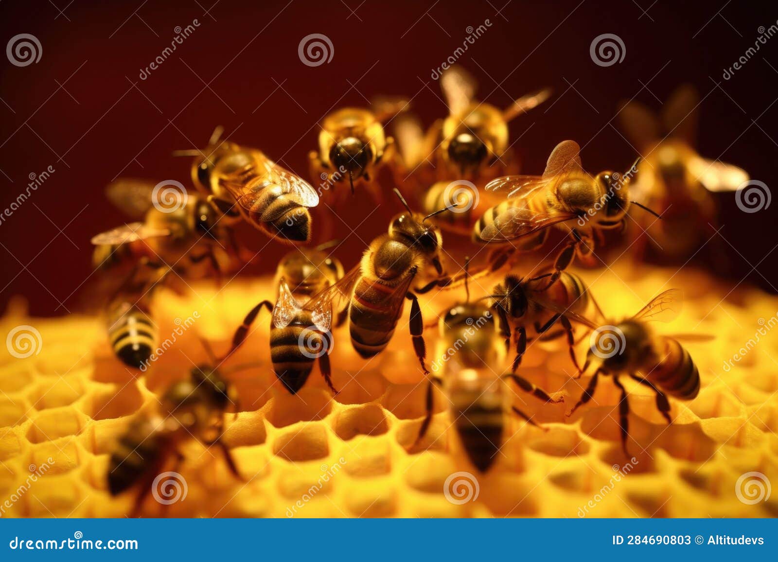 Bees Performing Waggle Dance To Communicate Stock Image - Image of ...