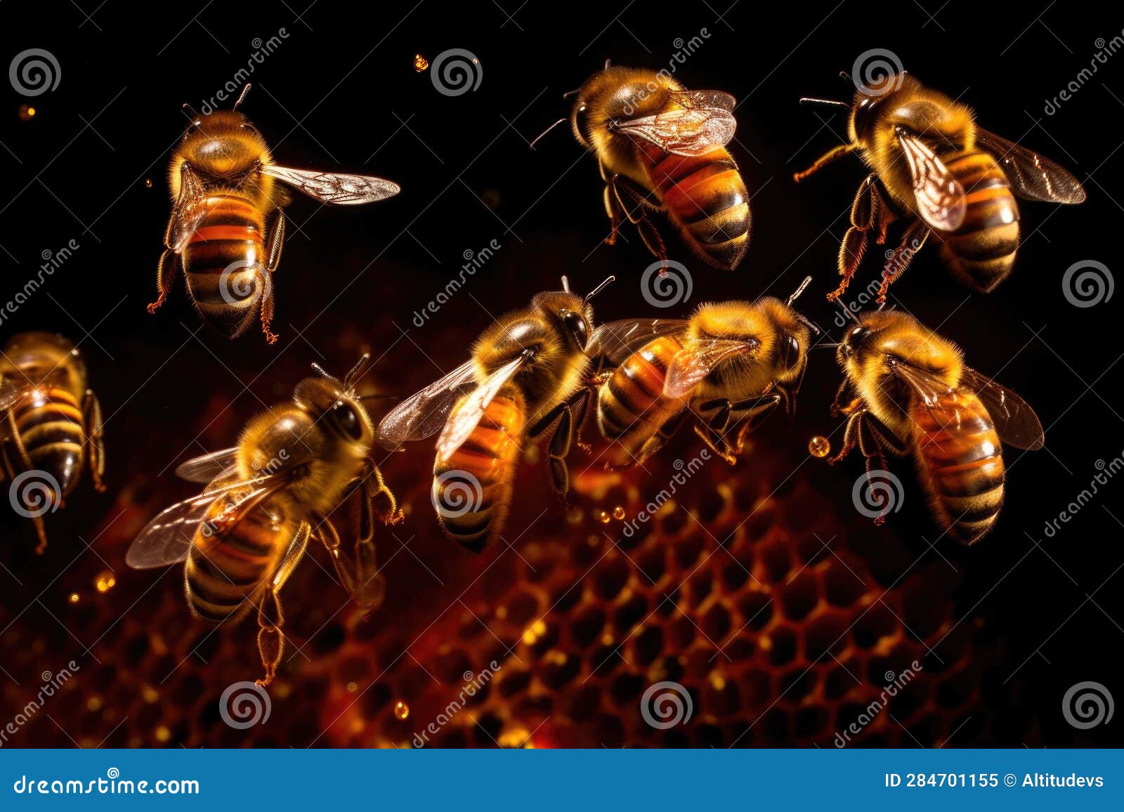 Bees Performing Waggle Dance To Communicate Stock Illustration ...