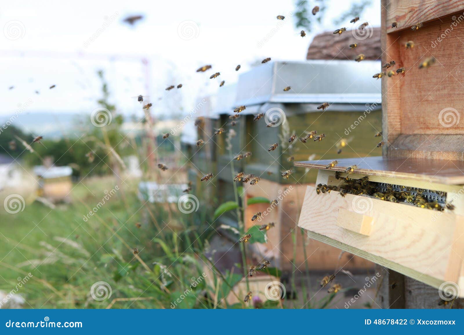 Bees and a pollen trap stock photo. Image of honeycomp - 48678422