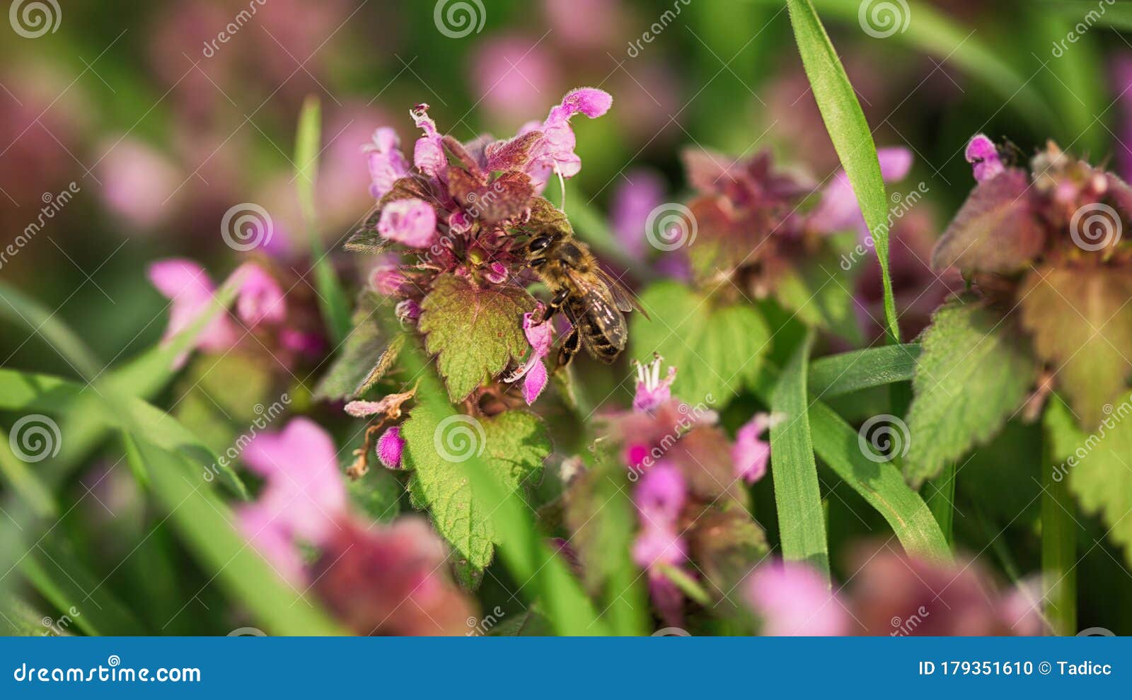 Bees pollinate the flowers stock photo. Image of garden - 179351610