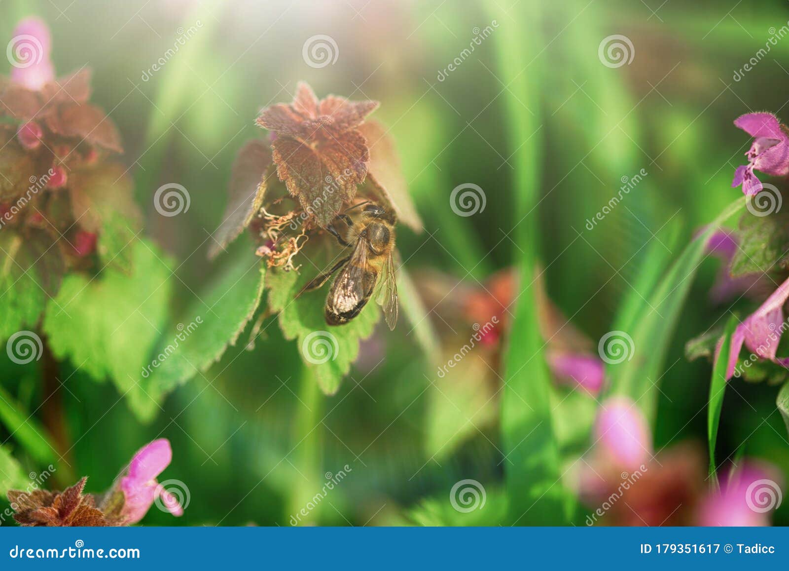 Bees pollinate the flowers stock image. Image of garden - 179351617