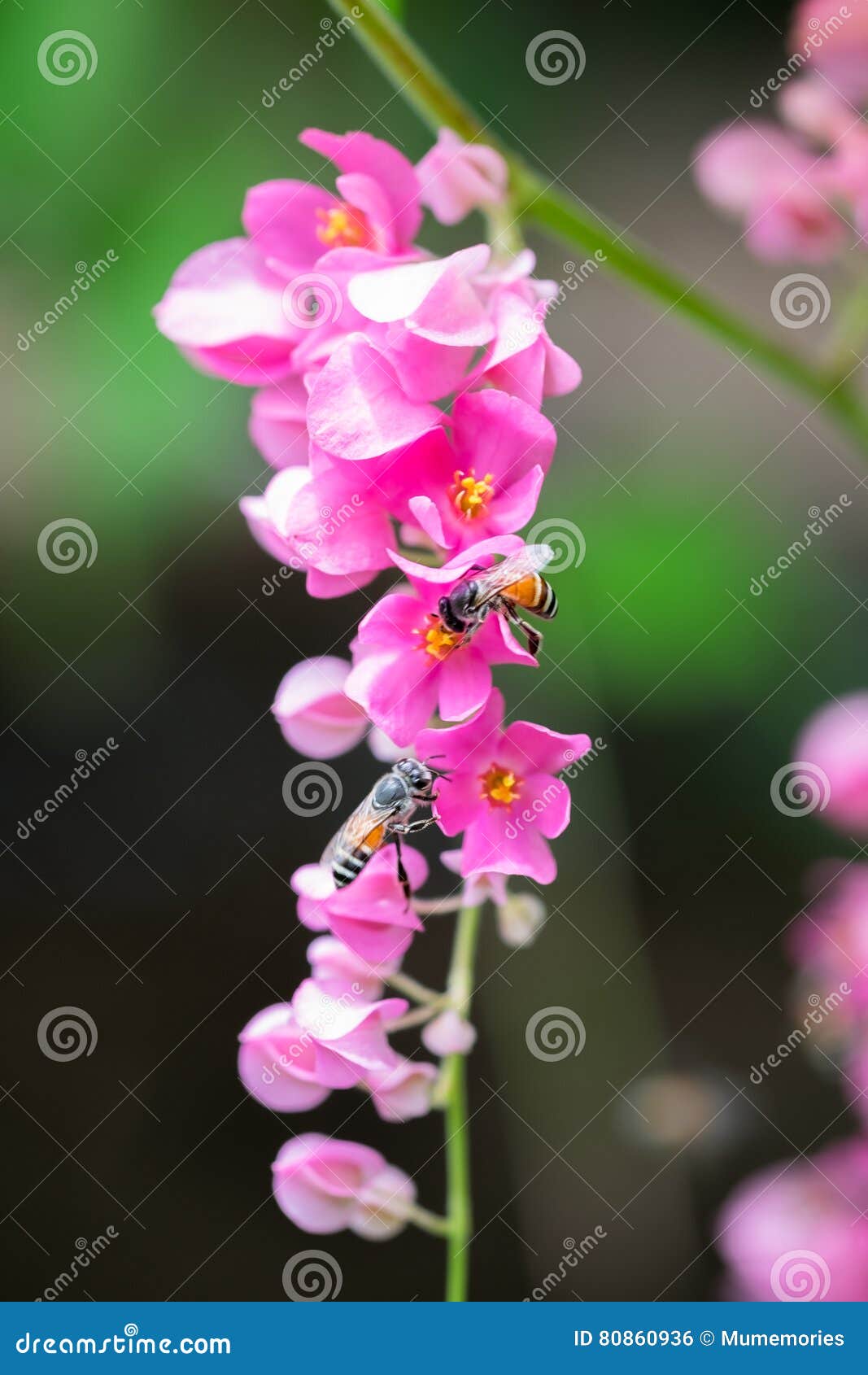Bees pollinate pink flower stock photo. Image of insect - 80860936
