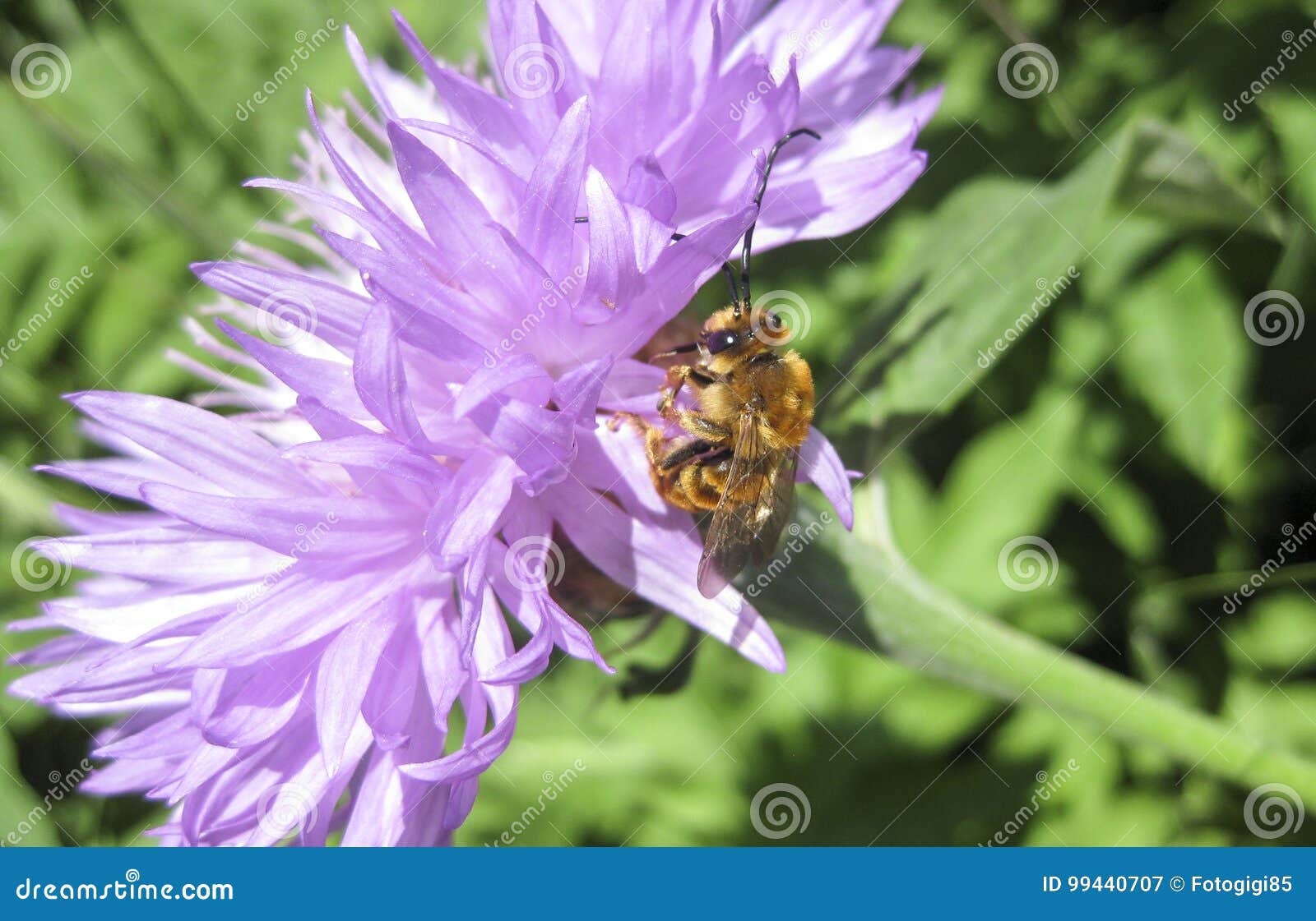 The Bees Pollinating Flowers Stock Image - Image of domesticated ...