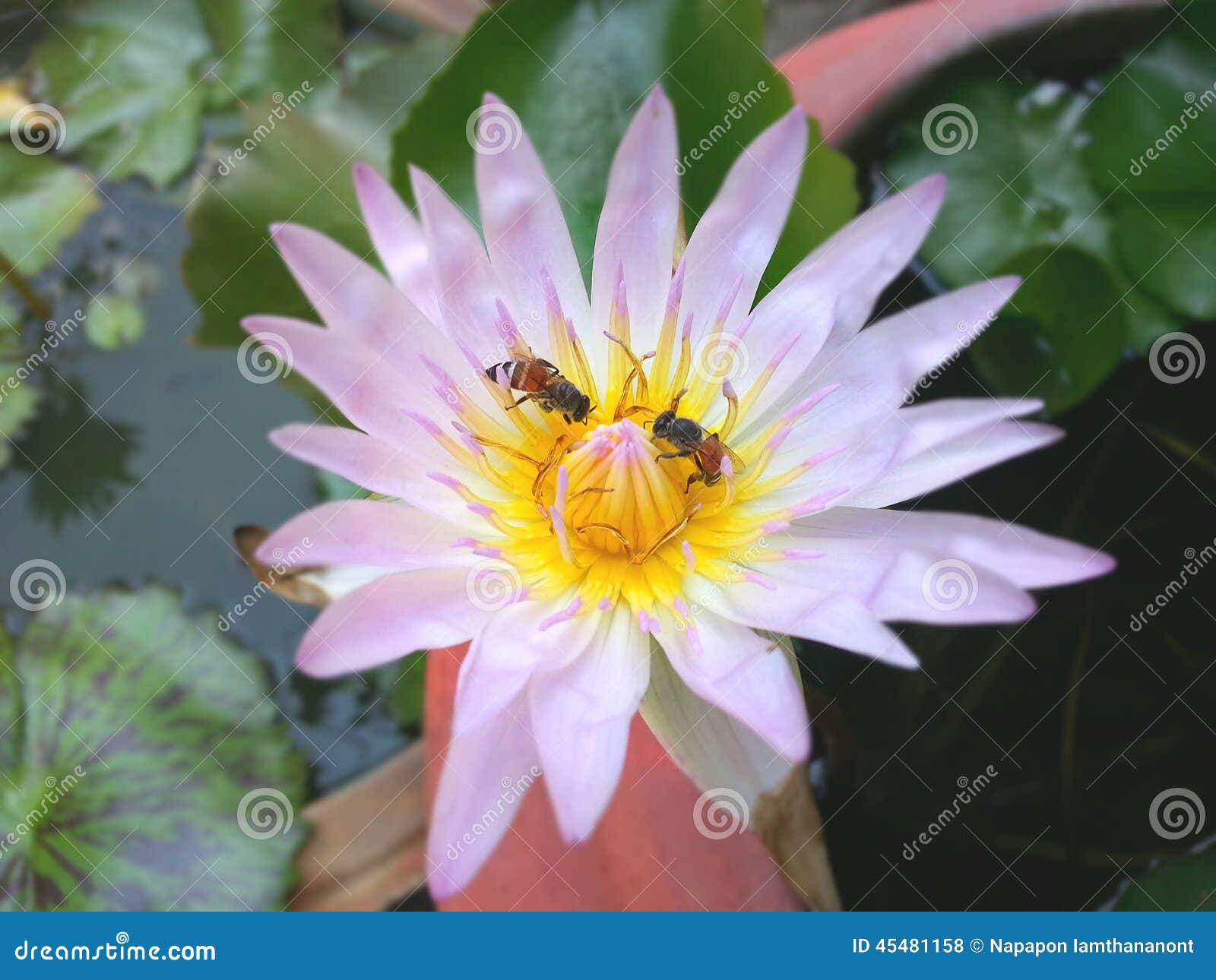 Bees Pollinating a Lotus Flower Stock Photo - Image of flower, couple ...