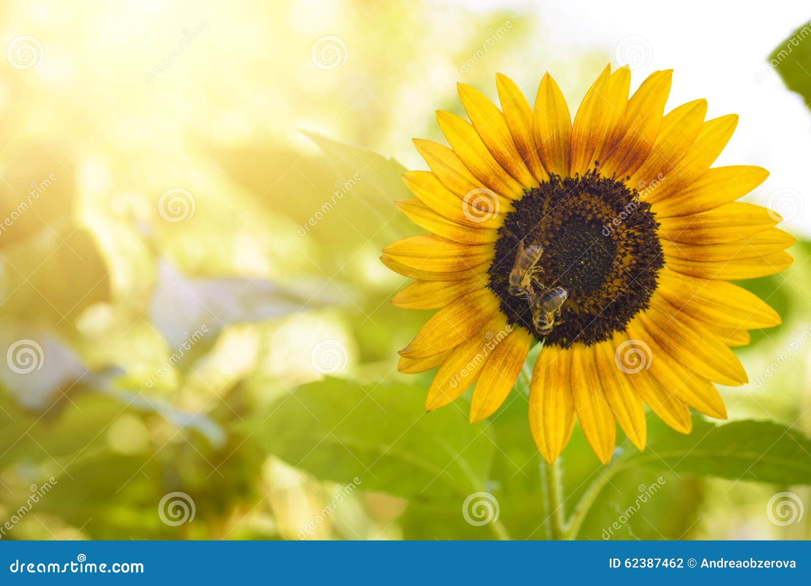 Bees Pollinating a Sunflower Stock Photo - Image of growth, pollen ...