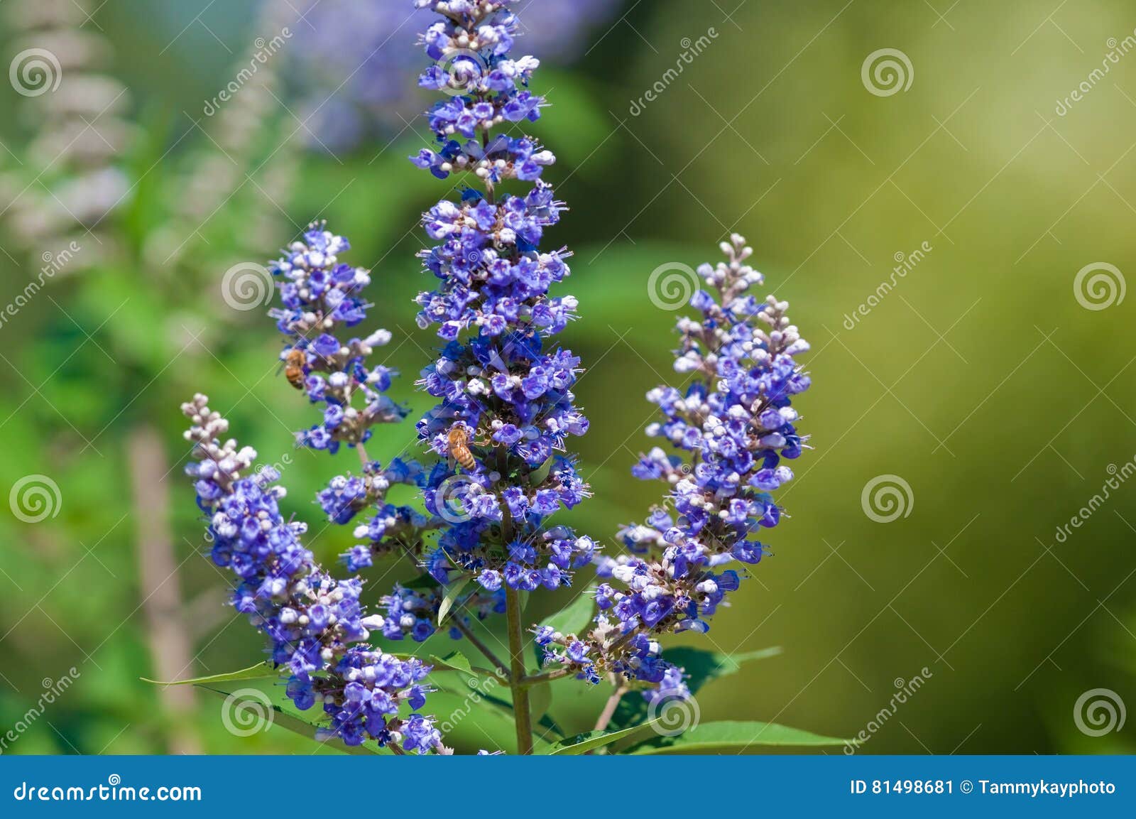 Bees Pollinating on a Vitex Tree Bloom Stock Image - Image of trifolia ...