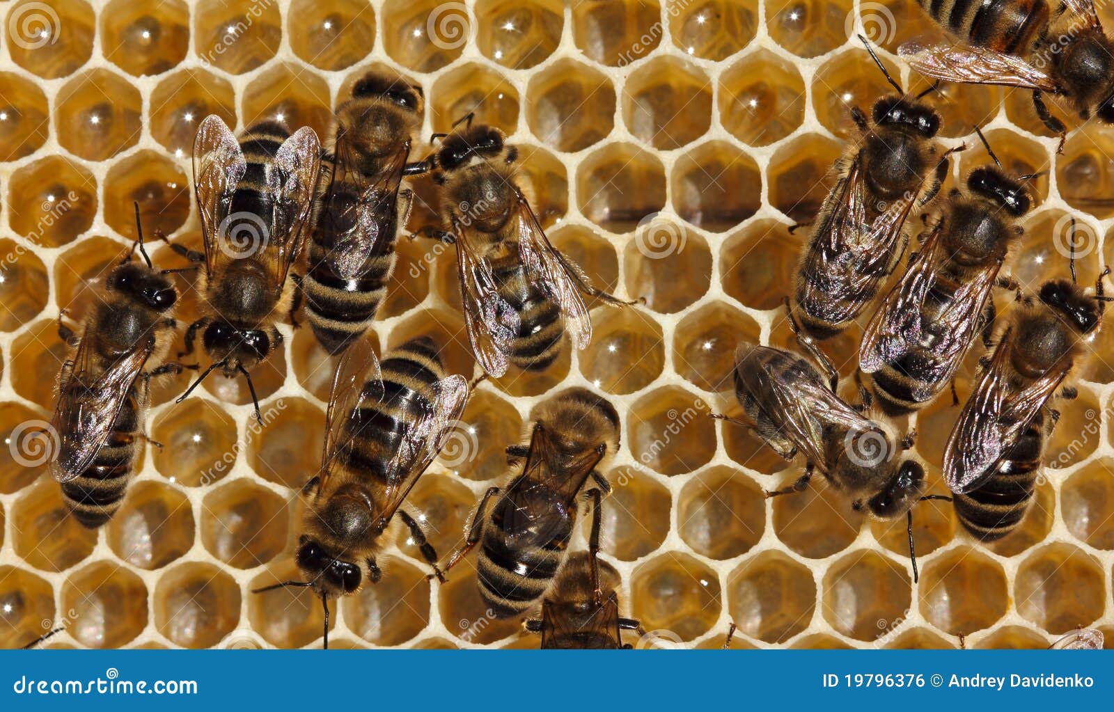 Bees are processed nectar stock photo. Image of legs - 19796376