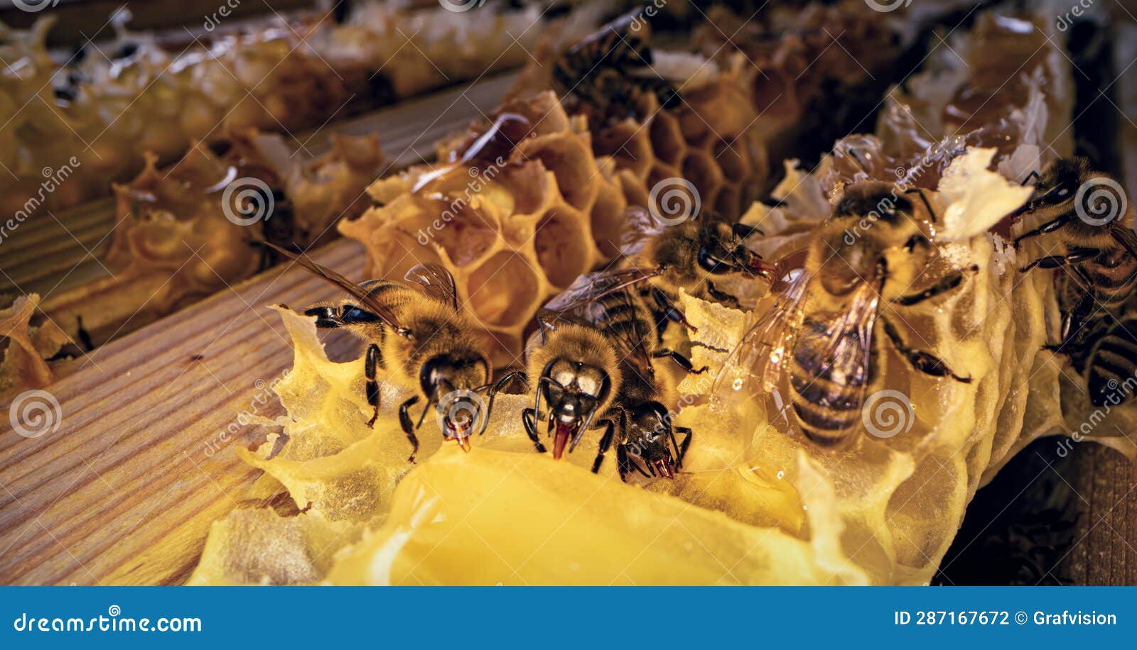Bees Produce Fresh, Healthy, Honey Stock Photo - Image of colony ...