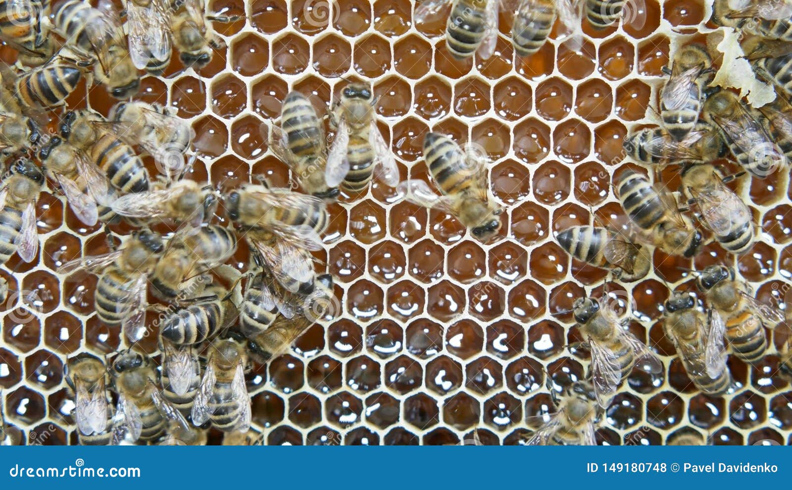 Colony of Bees Working in a Hive. Stock Footage - Video of honeycomb ...