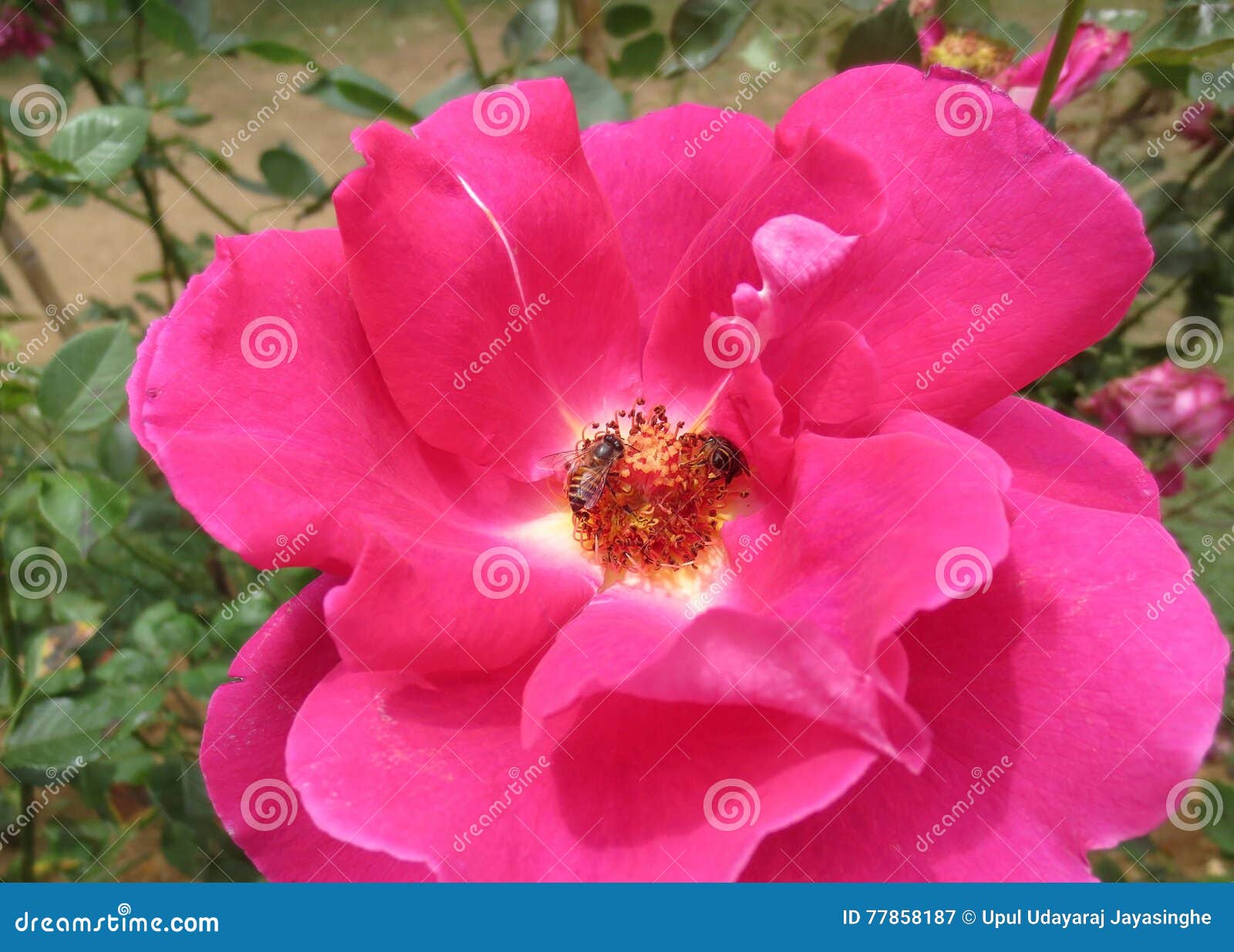 Bees on red rose stock image. Image of flower, beauty - 77858187
