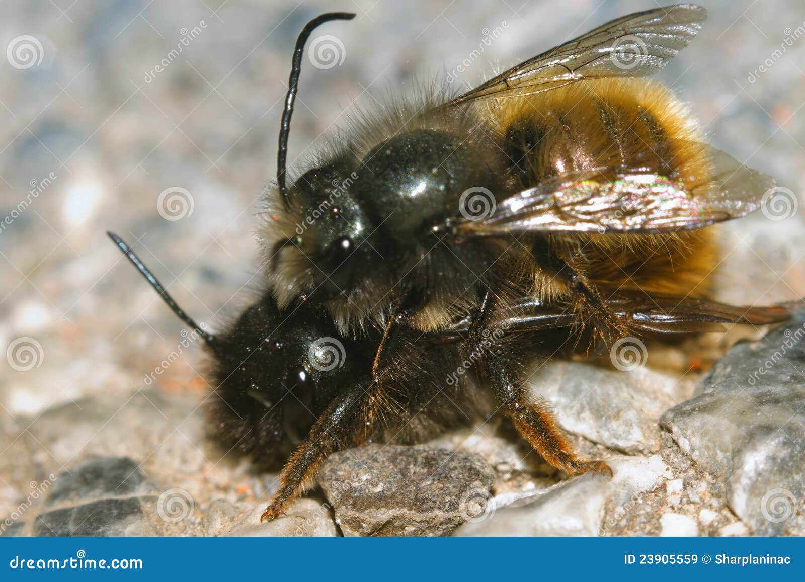 Bees reproduction macro stock image. Image of high, invertebrate - 23905559
