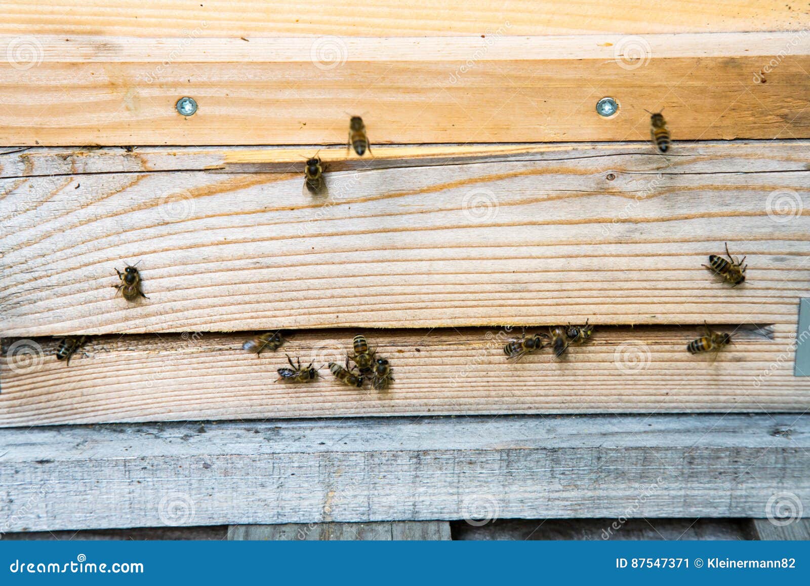 Bees rest on the bee boxes stock image. Image of honey - 87547371
